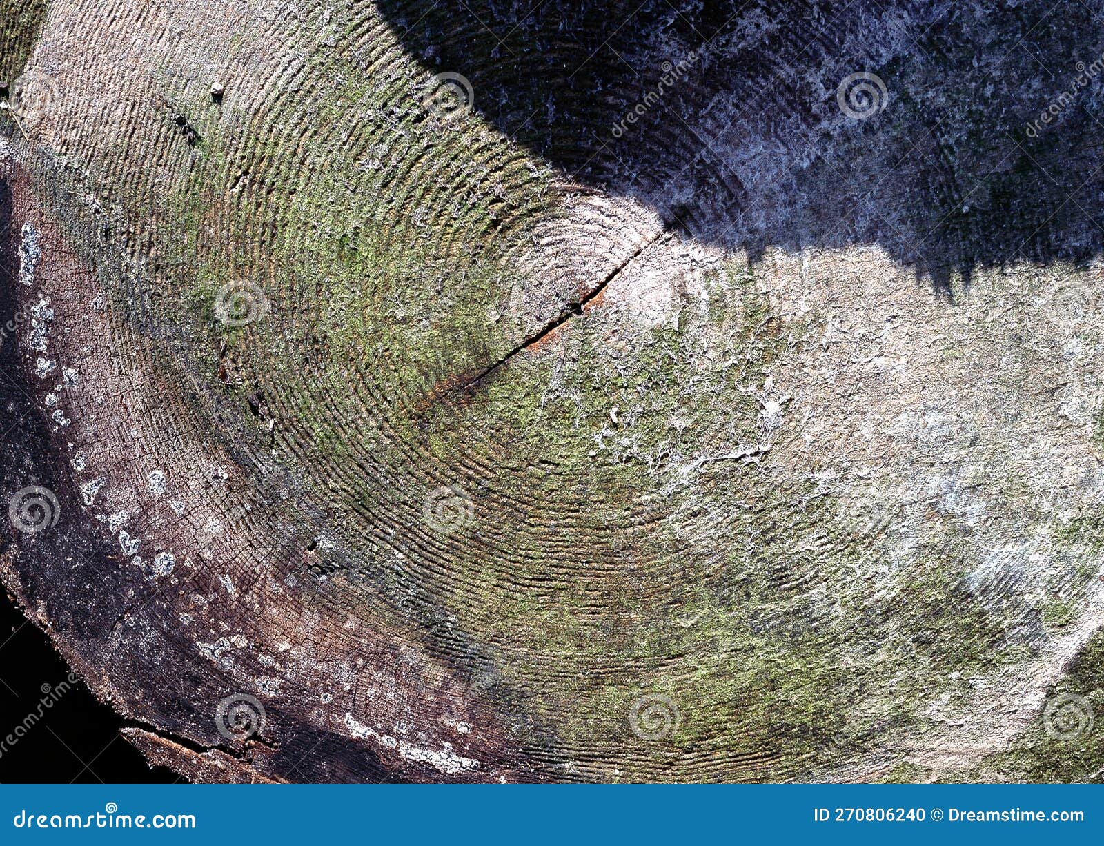 Section of the Old Trunk with Annual Rings Beautiful Patterns for ...
