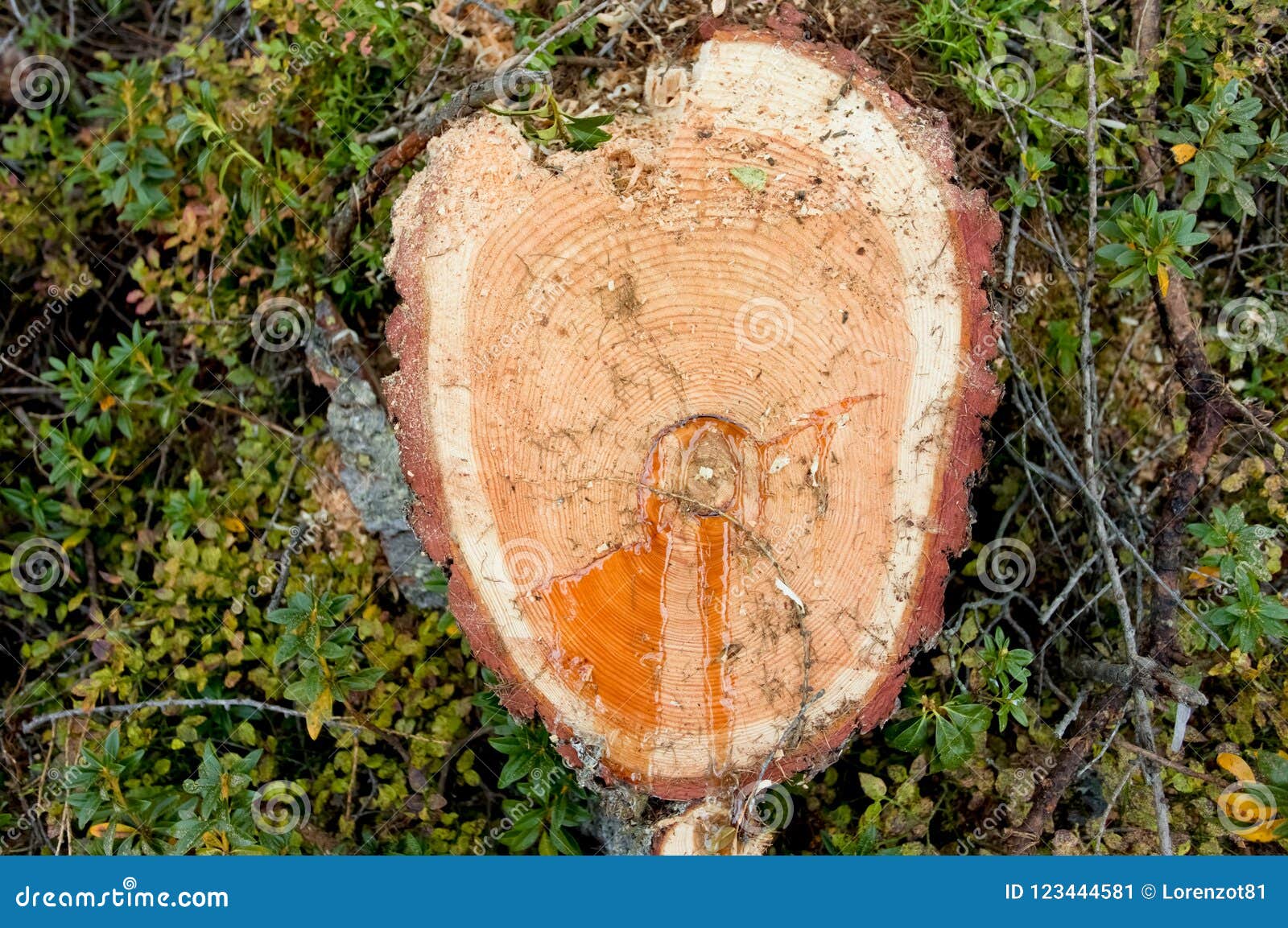 Section of a Pine Inside a Woods Stock Image - Image of pine, natural ...