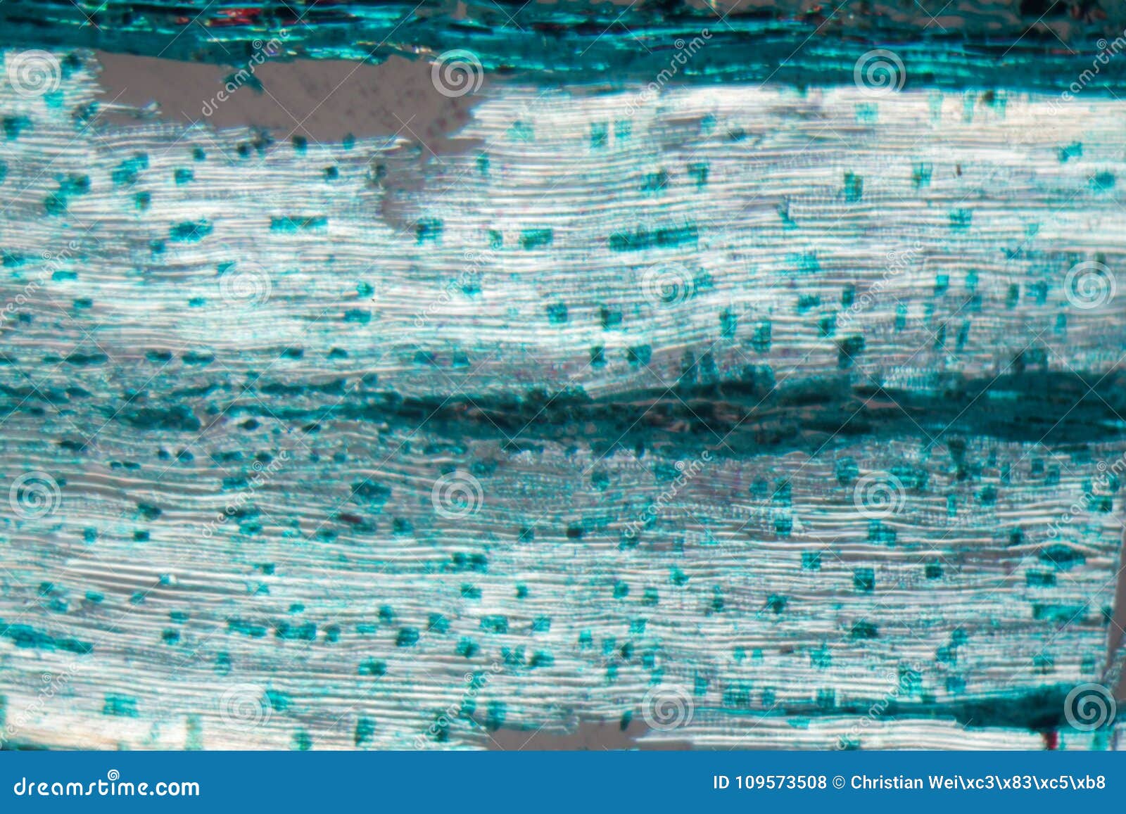 Pine Wood Under the Microscope Stock Photo - Image of nature, cross ...