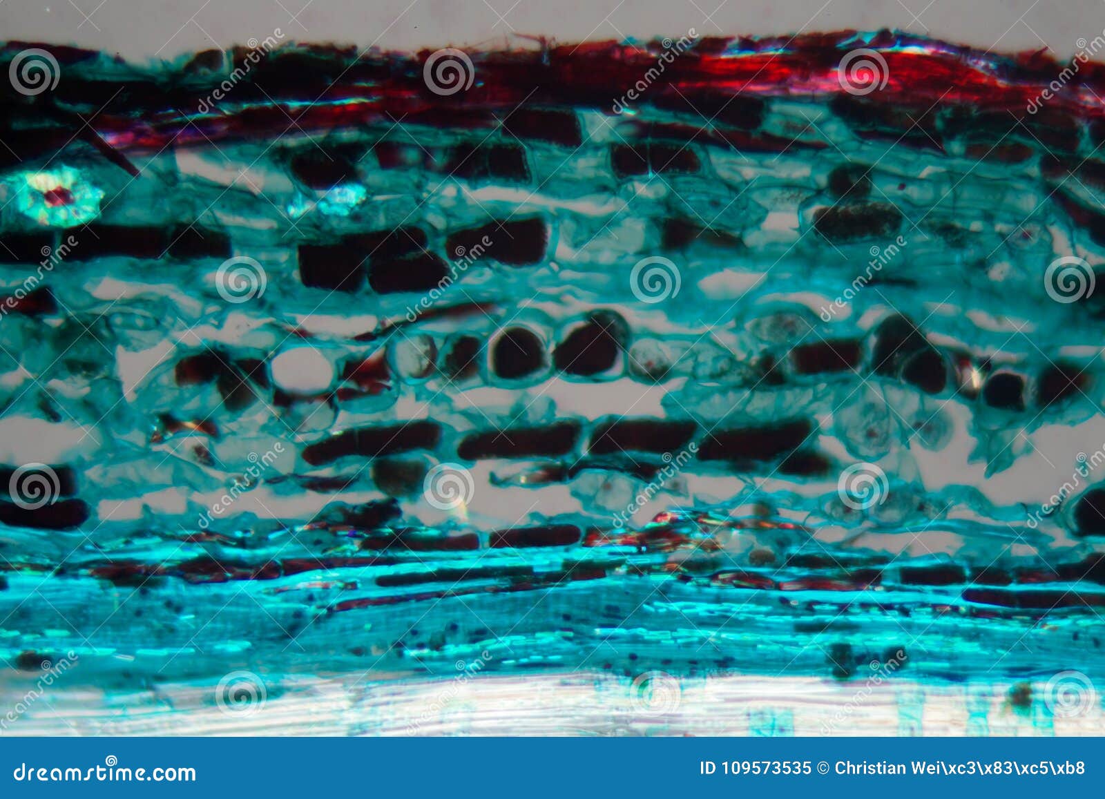 Pine Wood Under the Microscope Stock Image - Image of microbiology ...
