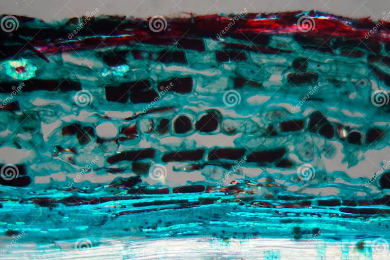 Pine Wood Under the Microscope Stock Image - Image of microbiology ...