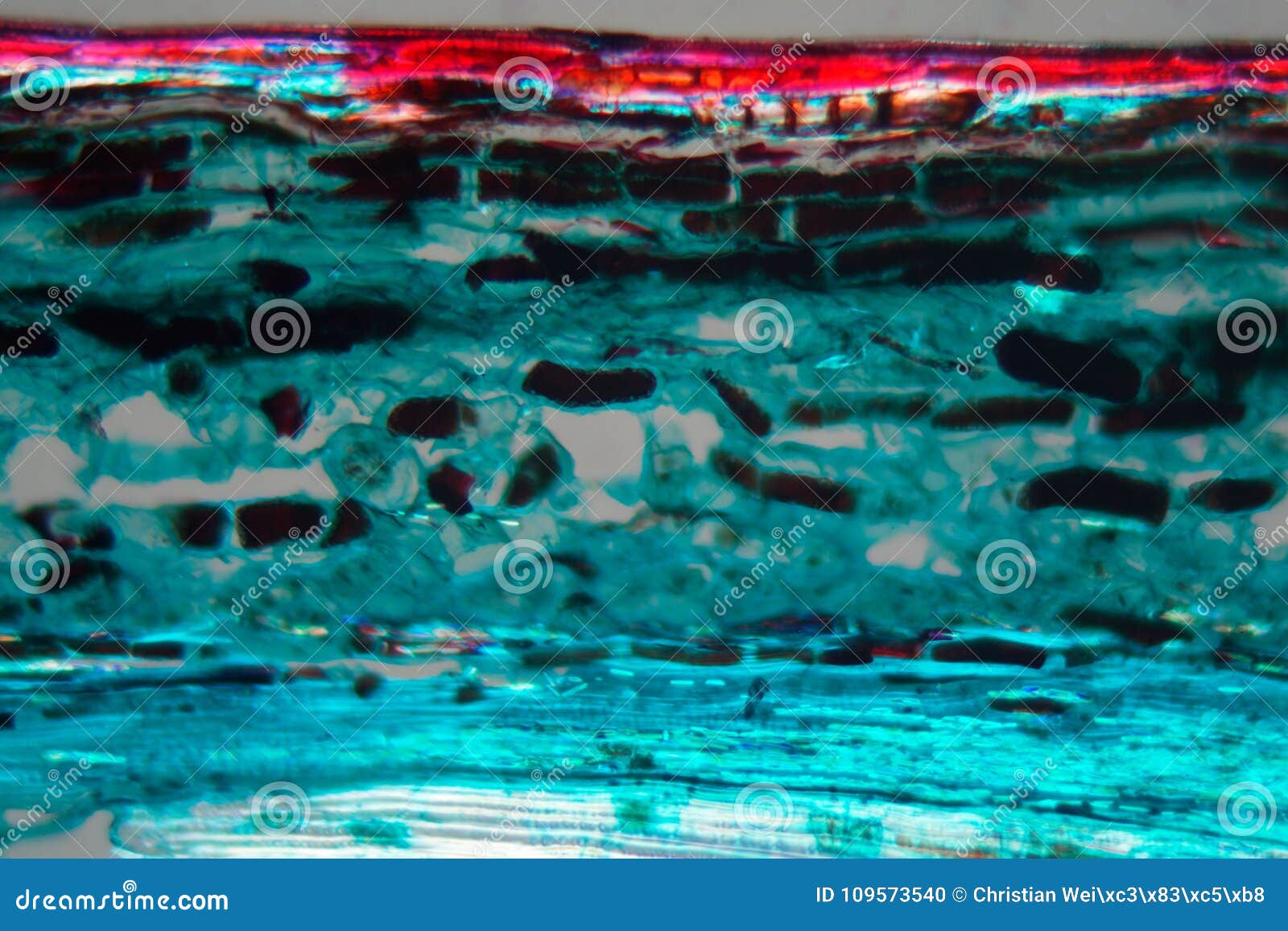 Pine Wood Under the Microscope Stock Photo - Image of background ...