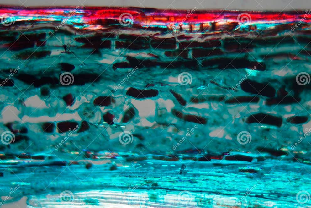 Pine Wood Under the Microscope Stock Photo - Image of background ...