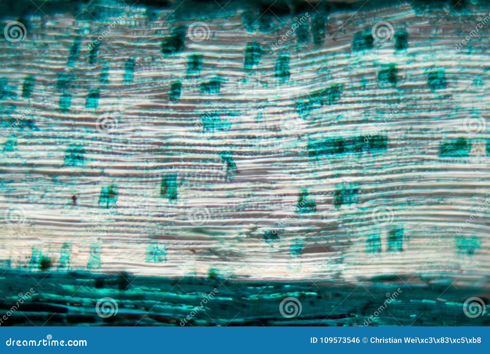Pine Wood Under the Microscope Stock Photo - Image of light, detail ...