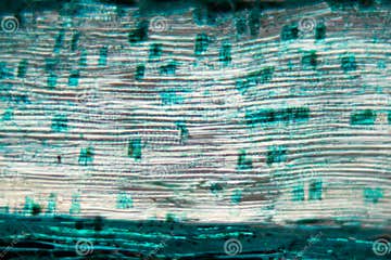 Pine Wood Under the Microscope Stock Photo - Image of light, detail ...