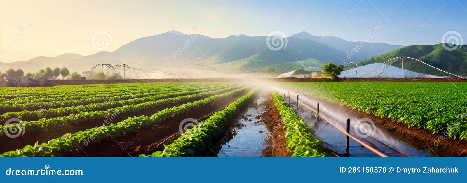 Section of the Pipeline Where Water is Distributed through a Drip ...
