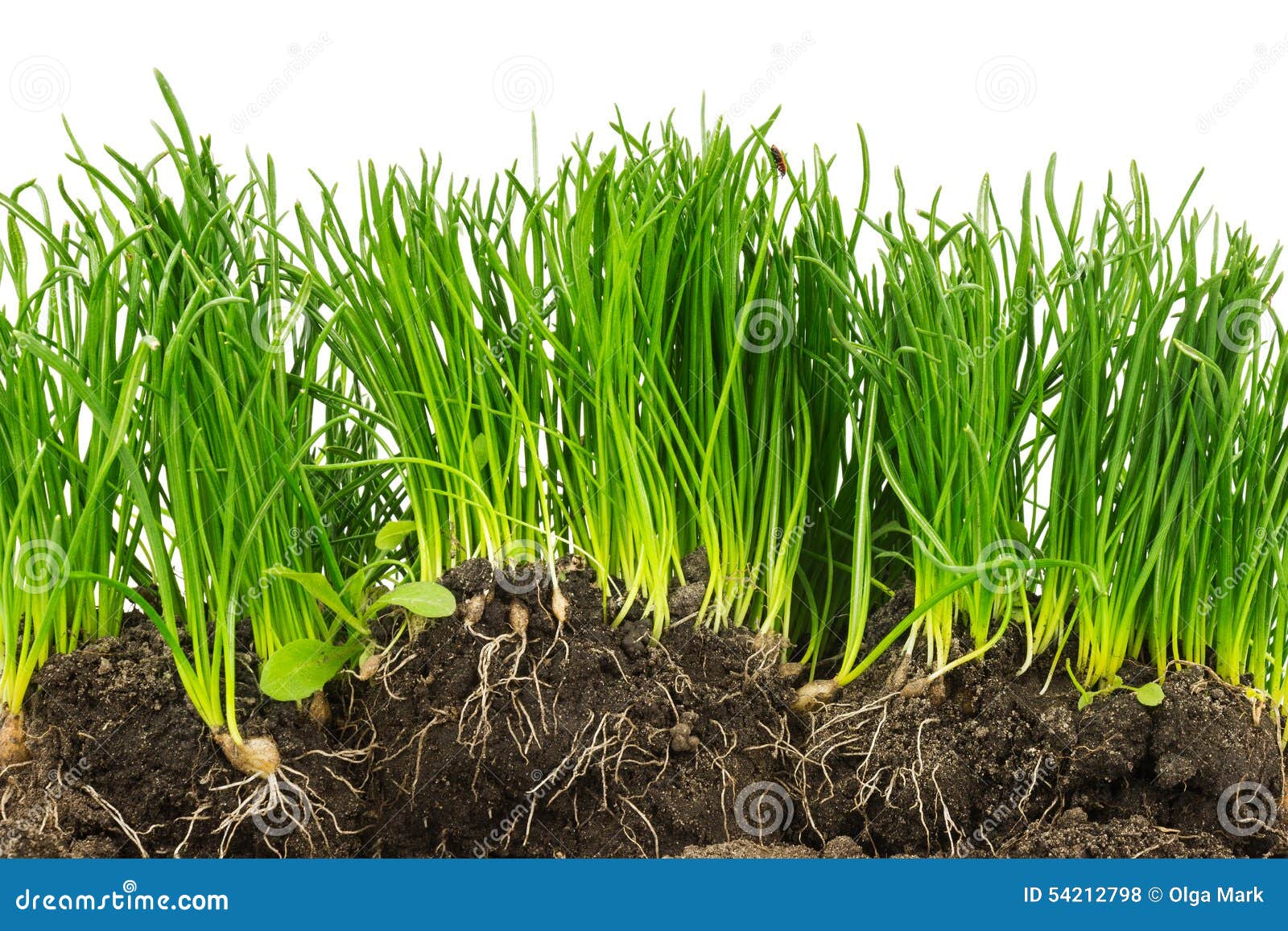Section of Plants with Roots and Soil Isolated on White Background ...