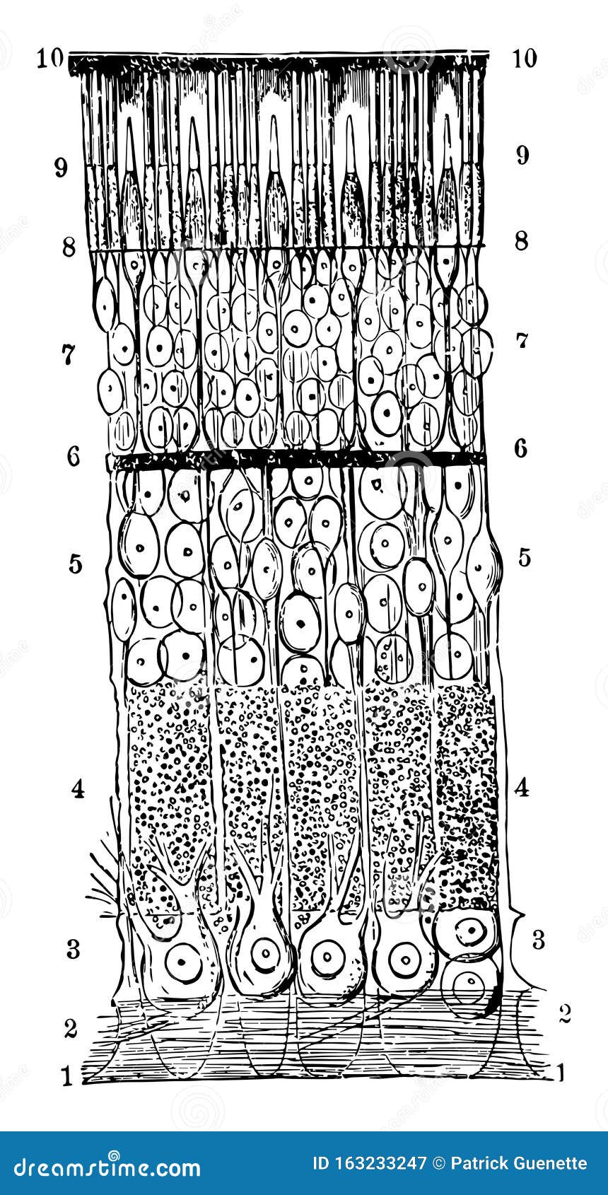 Section of Retina Vintage Illustration Stock Vector - Illustration of ...