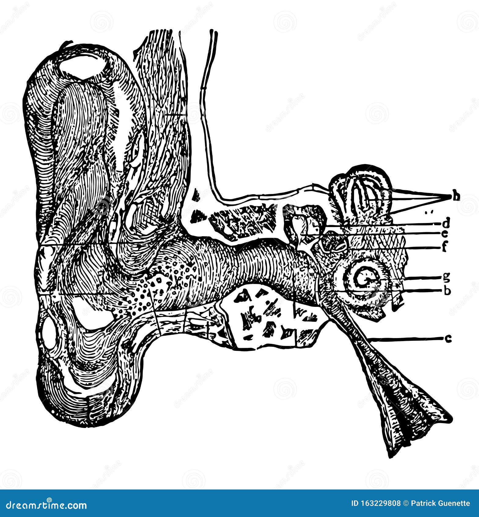 Section of the Right Ear, Vintage Illustration Stock Vector ...