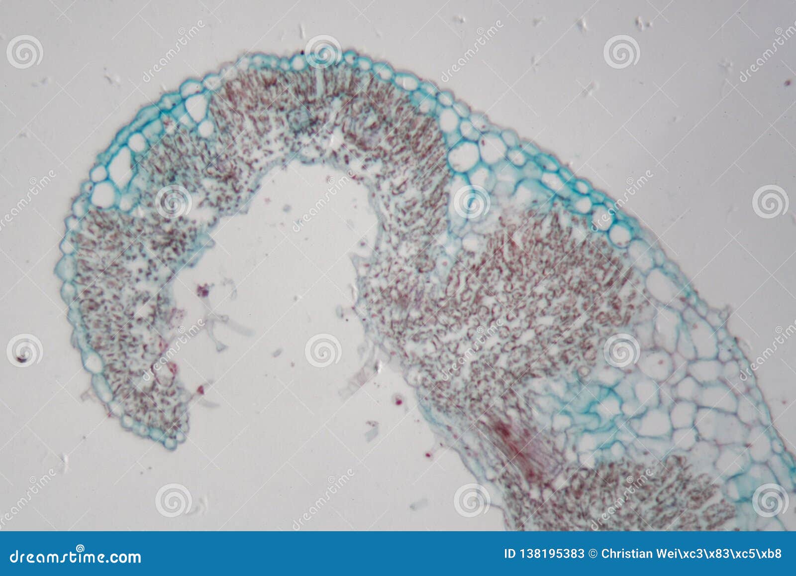 Rosemary Leaf Under the Microscope Stock Image - Image of background ...