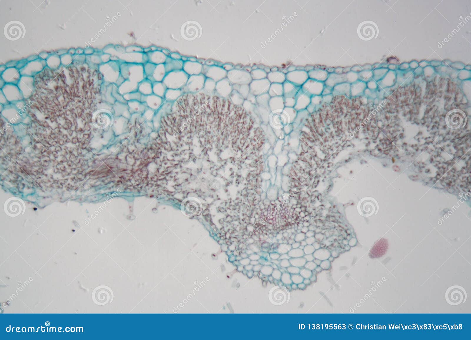 Rosemary Leaf Under the Microscope Stock Image - Image of membrane ...