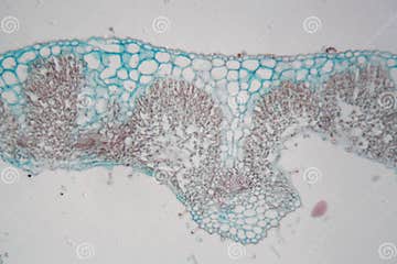 Rosemary Leaf Under the Microscope Stock Image - Image of membrane ...
