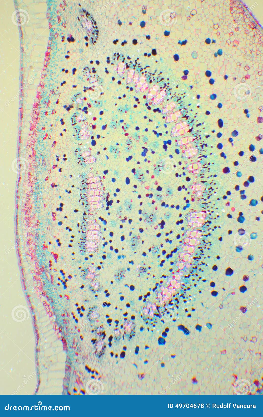 Section of Rubber Leaf C.S. Stock Photo - Image of rubberleaf, nature ...