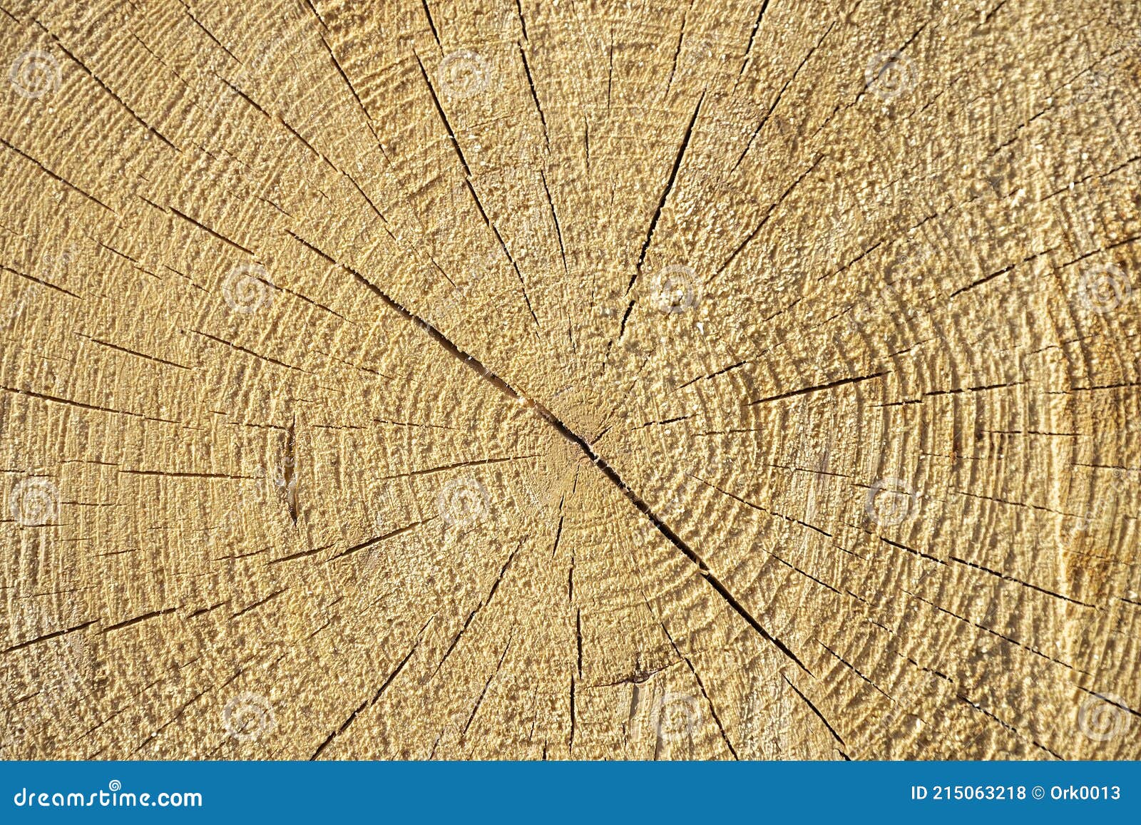 Sawn wood texture stock photo. Image of nature, detail - 215063218