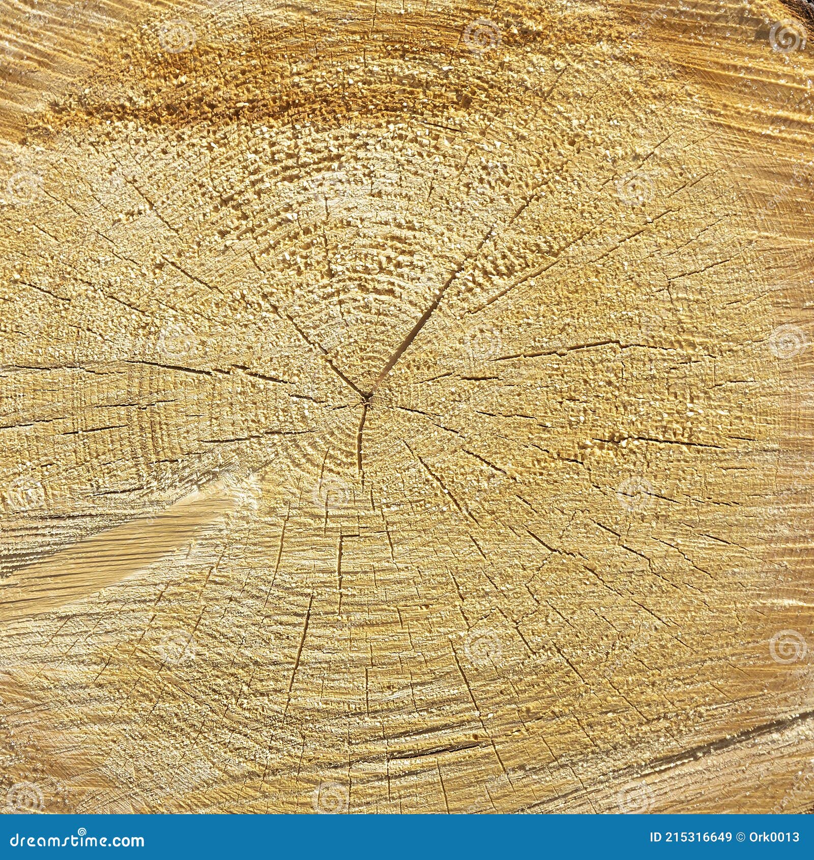 Sawn wood texture stock image. Image of pattern, industry - 215316649