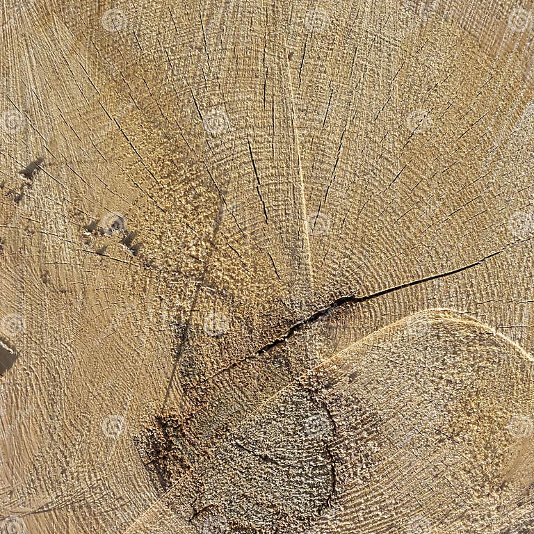 Sawn wood texture stock image. Image of bark, annual - 215576261