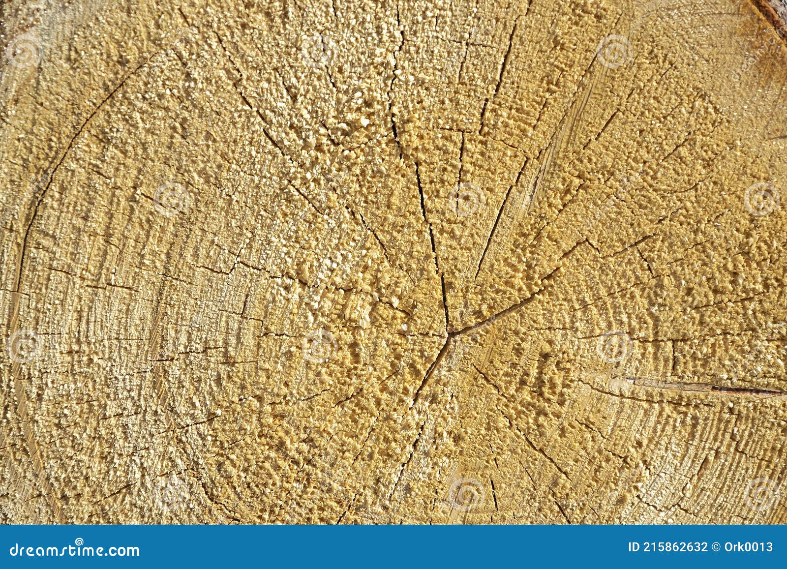 Sawn wood texture stock photo. Image of natural, round - 215862632