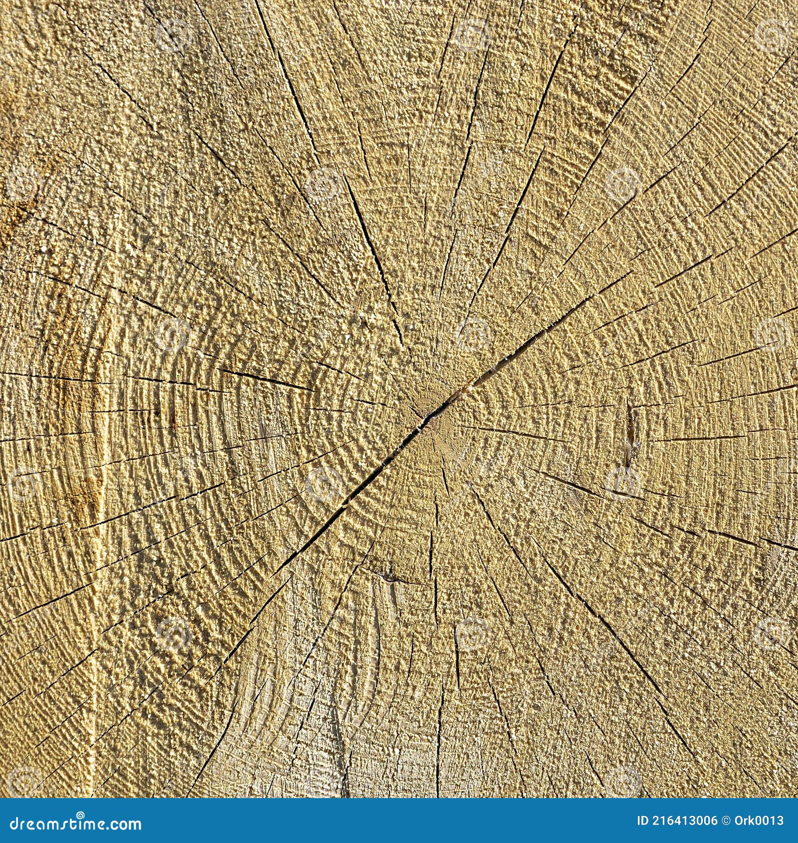 Sawn wood texture stock photo. Image of natural, closeup - 216413006