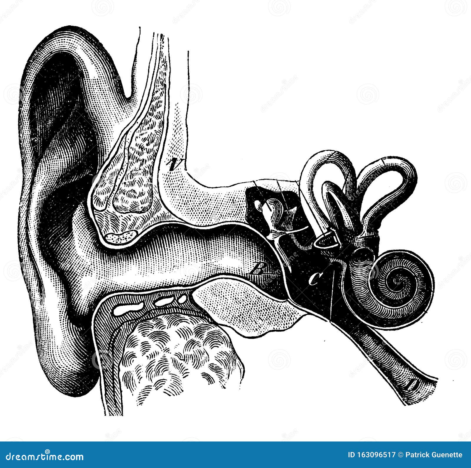 Biological Organization And Ecosystem Flat Vector Illustration Isolated ... Biological Organization And Ecosystem Flat Vector Illustration Isolated ...