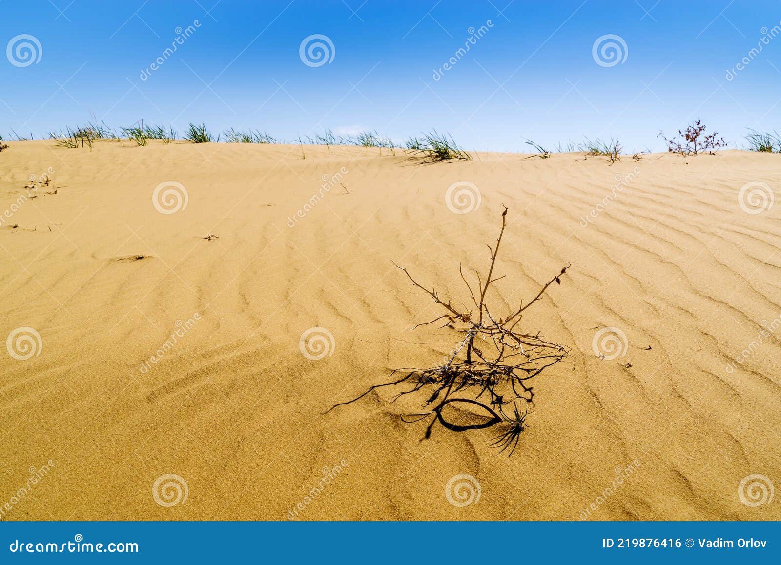 A Section of the Spring Desert with Sand Dunes Stock Photo - Image of ...