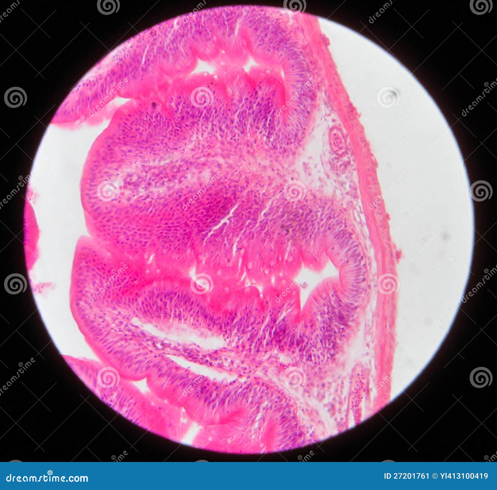 Section--swordtail fish stock image. Image of rare, science - 27201761