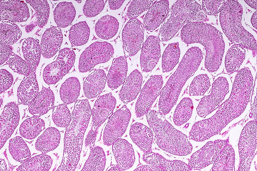 Section Of Testis Tissue Under The Microscope Stock Image Image Of