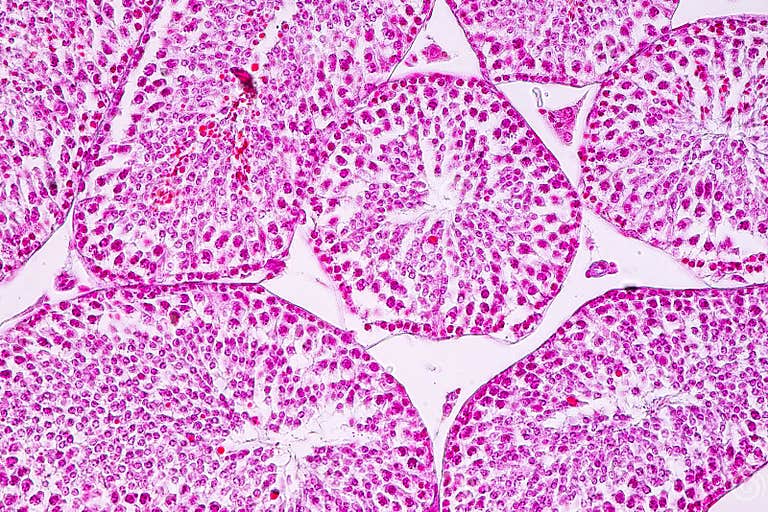 Section of Testis Tissue Under the Microscope . Stock Image - Image of ...