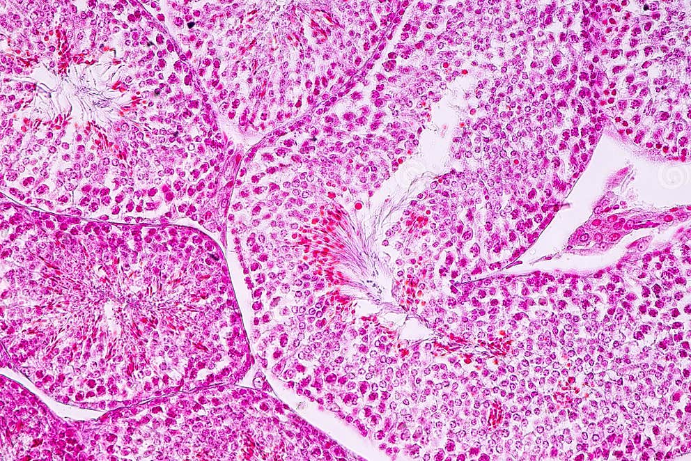 Section of Testis Tissue Under the Microscope . Stock Image - Image of ...