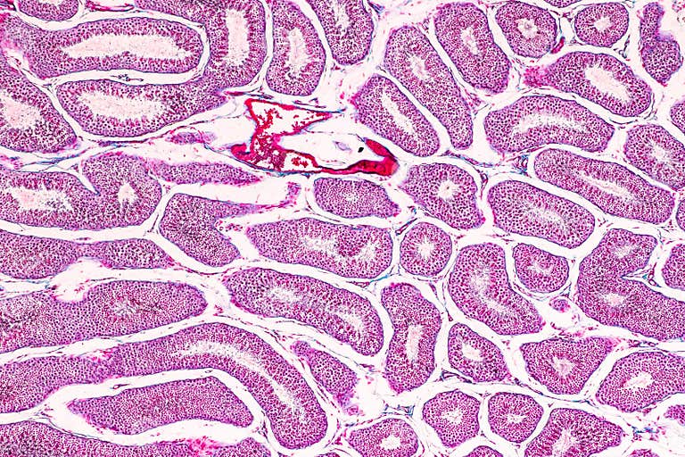 Section of Testis Tissue Under the Microscope . Stock Photo - Image of ...