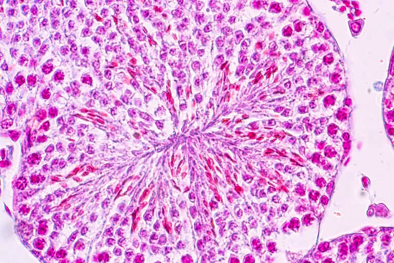 Section of Testis Tissue Under the Microscope . Stock Image - Image of ...