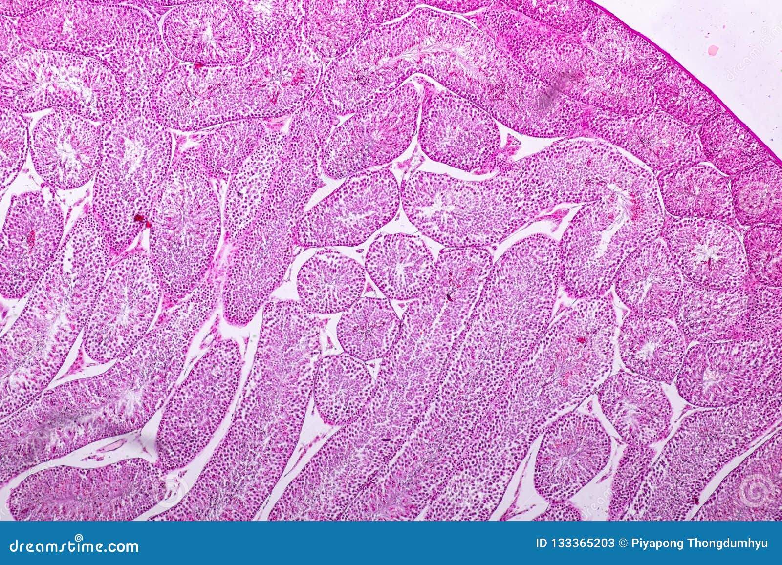 Section of Testis Tissue Under the Microscope . Stock Image - Image of ...
