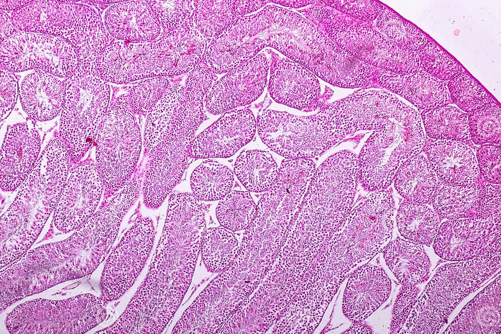 Section of Testis Tissue Under the Microscope . Stock Image - Image of ...