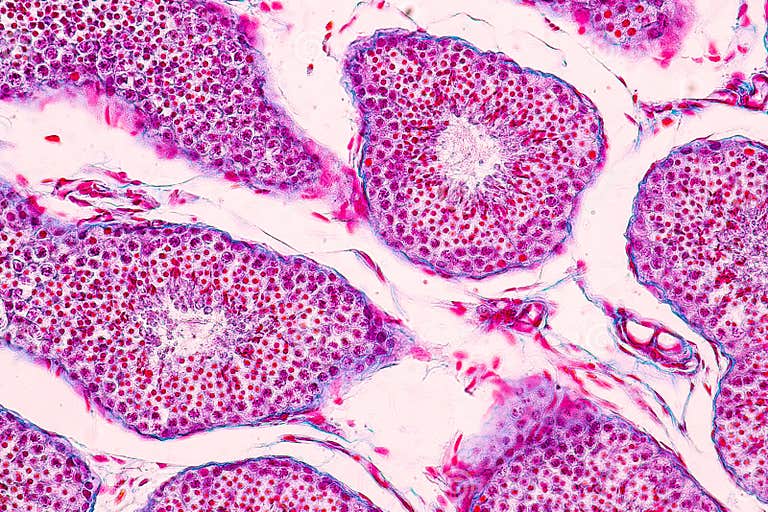 Section of Testis Tissue Under the Microscope . Stock Photo - Image of ...