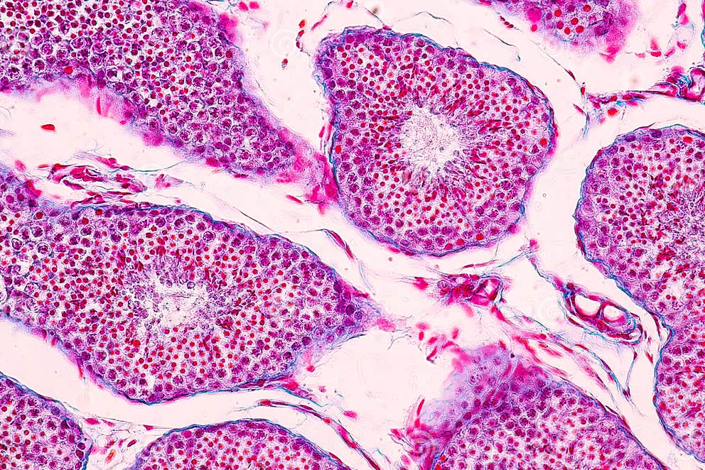 Section of Testis Tissue Under the Microscope . Stock Photo - Image of ...