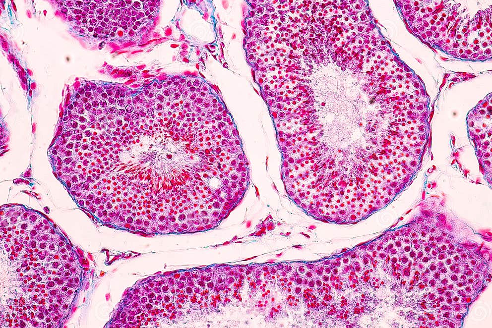 Section of Testis Tissue Under the Microscope . Stock Image - Image of ...
