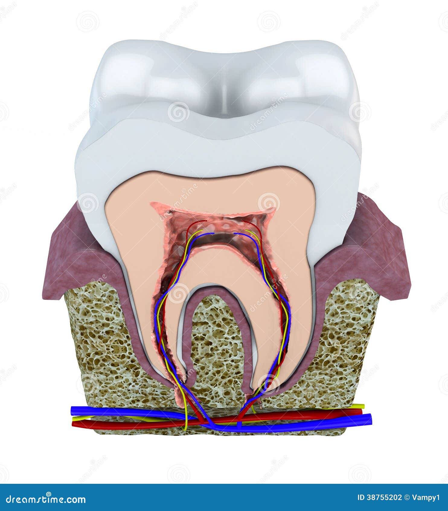Section of a Tooth, Dentist, Gum, Dentistry Stock Illustration ...