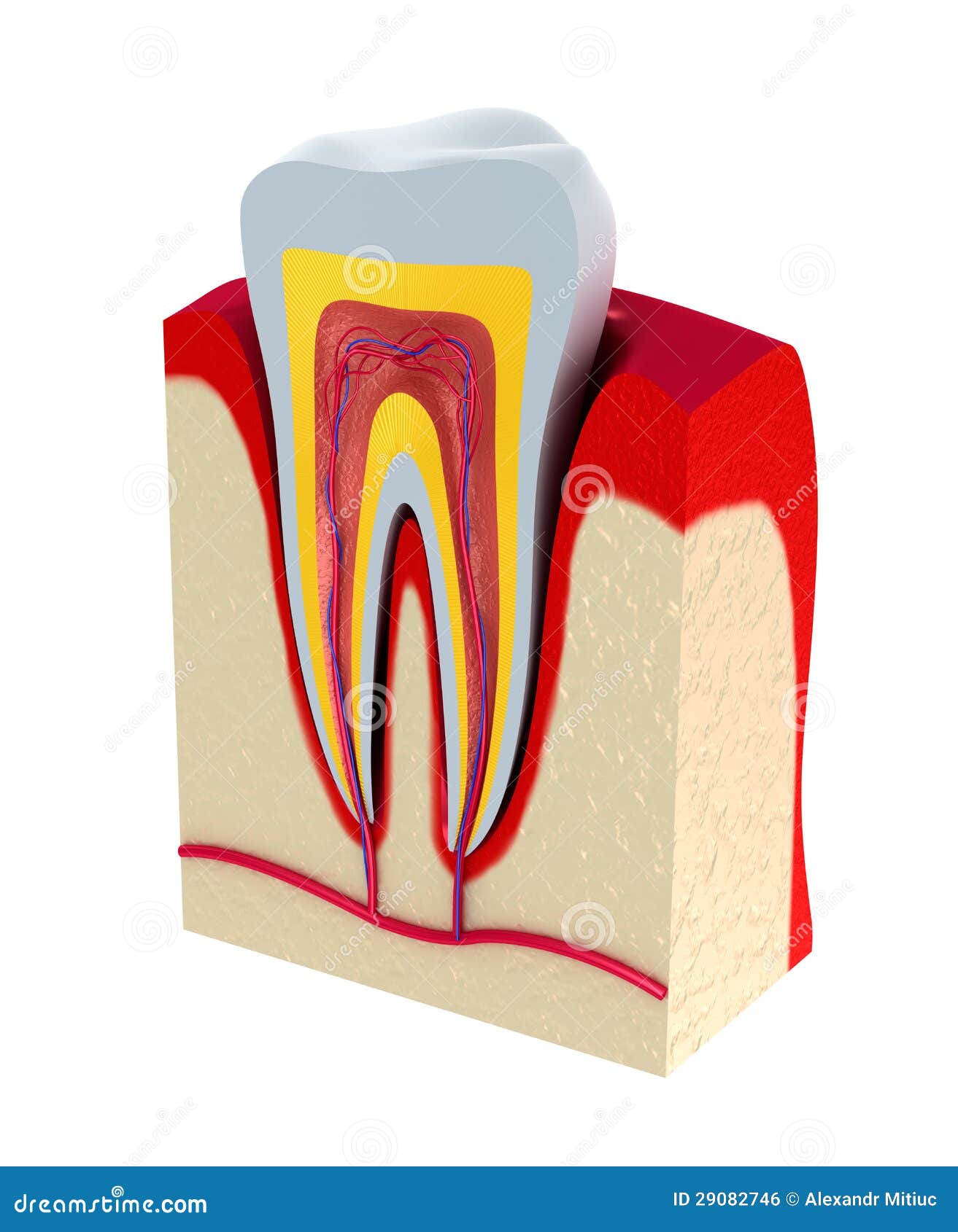 Section Of The Tooth. Pulp With Nerves And Blood Vessels. Stock ...