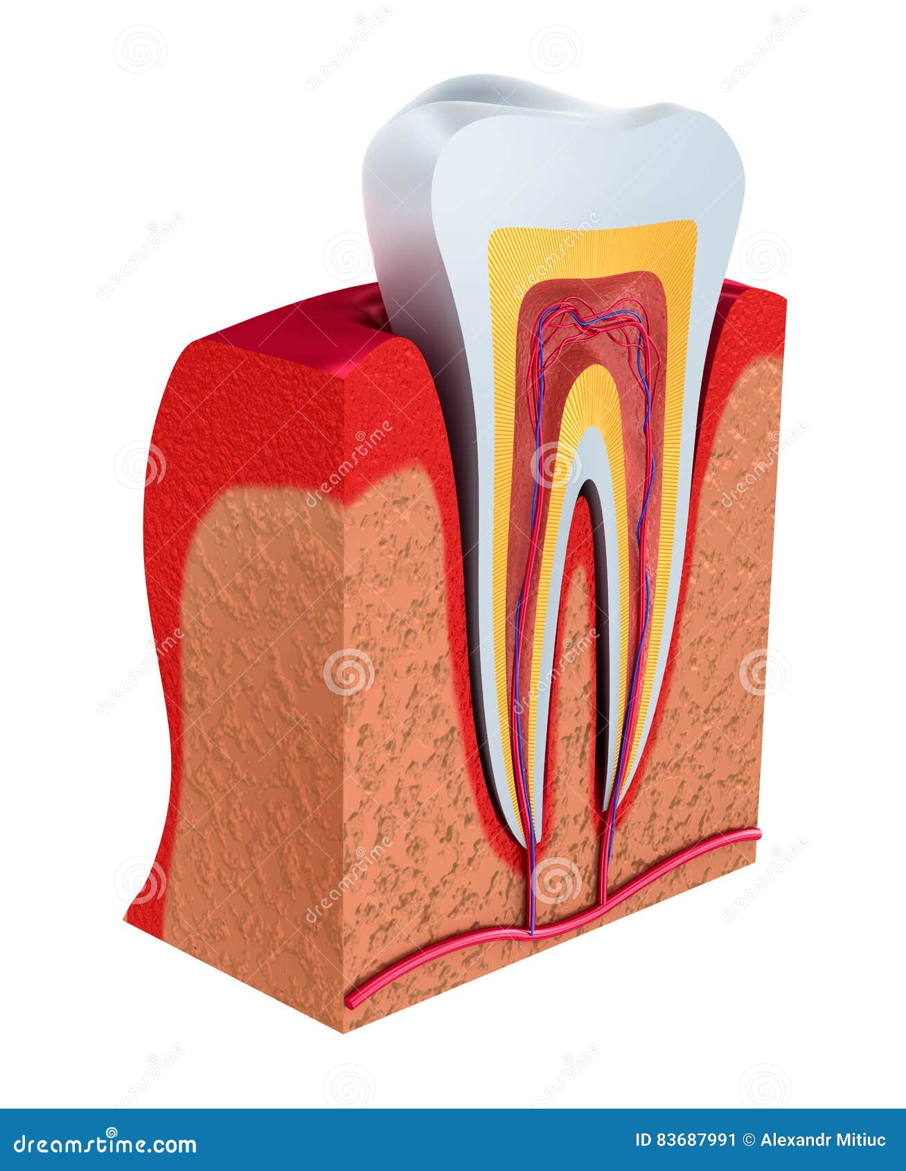Section of the Tooth. Pulp with Nerves and Blood Vessels Stock ...