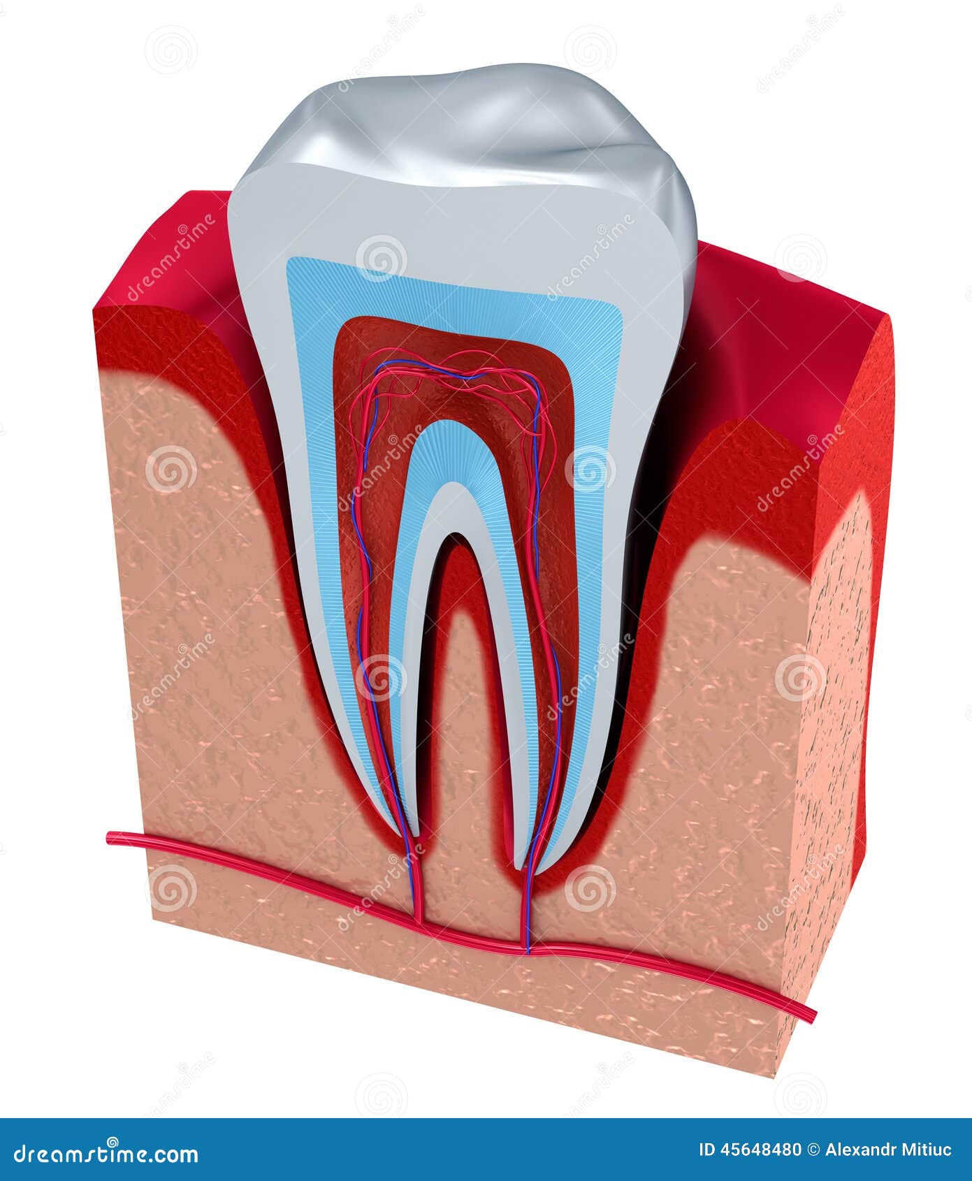 Section Of The Tooth. Pulp With Nerves And Blood Vessels. Stock Photo ...