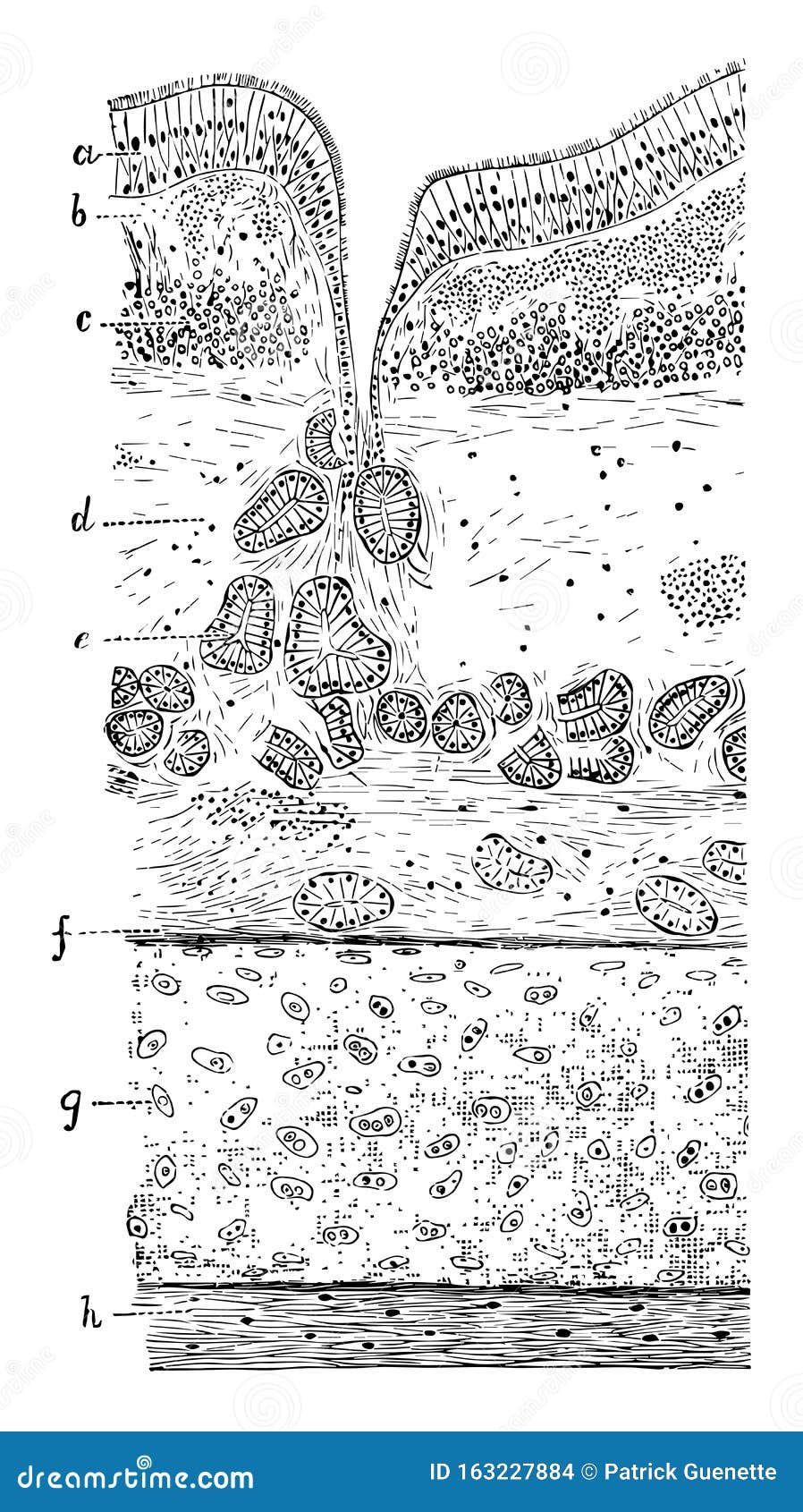 Section of the Trachea, Vintage Illustration Stock Vector ...