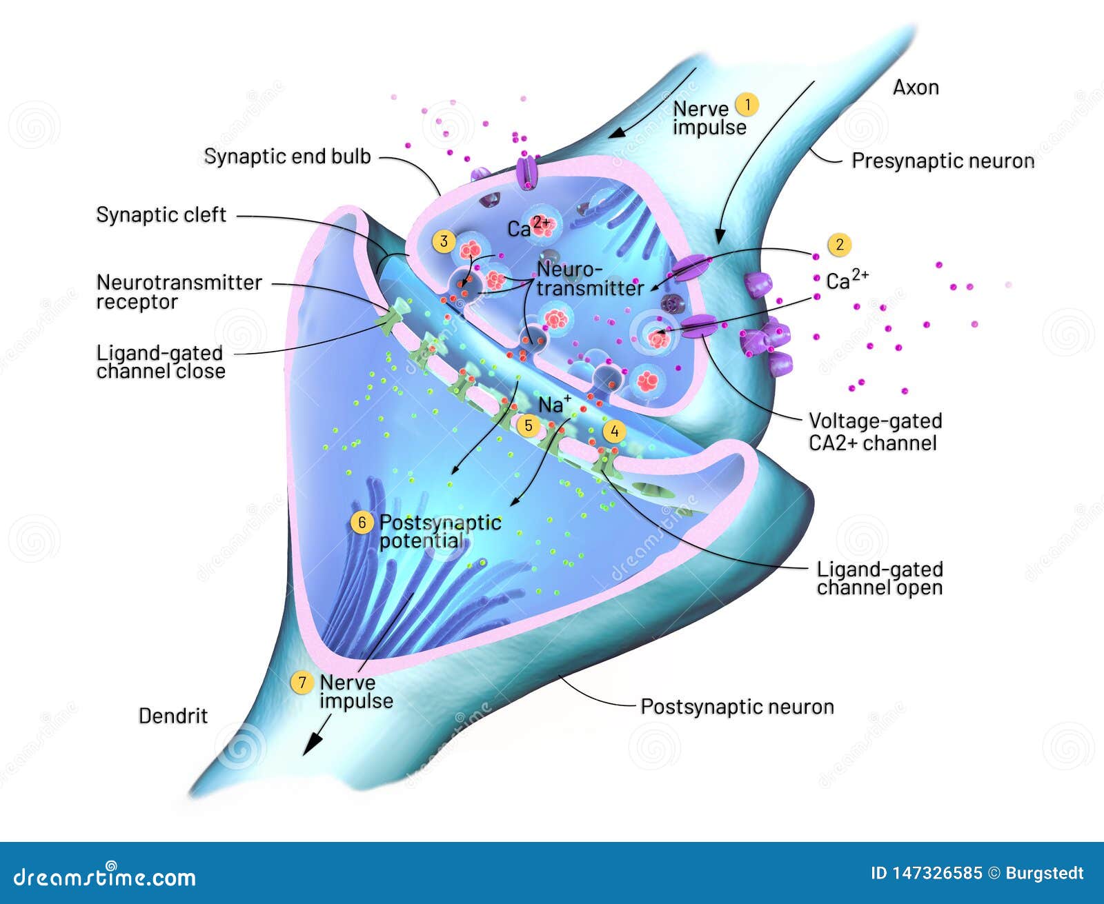 Section Transversale D'une Synapse Ou D'une Connexion Neuronale Avec ...