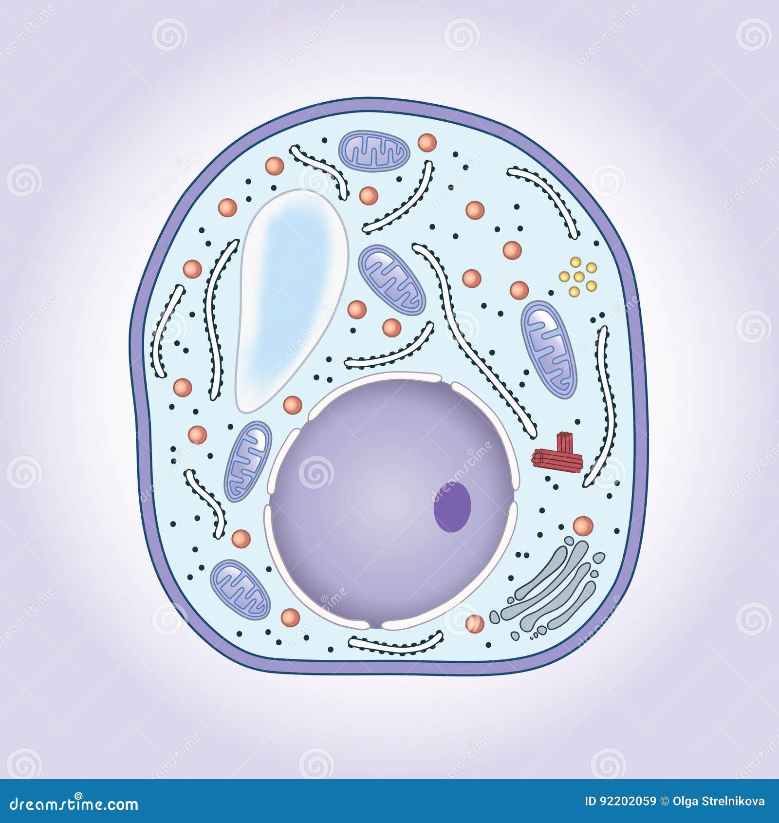 Section Transversale De Cellule De Champignon, Structure Illustration ...