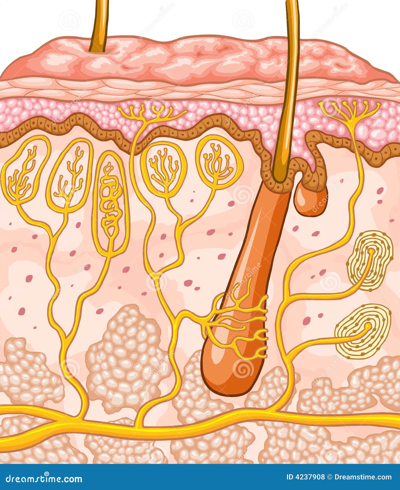Section Transversale De Peau Humaine Illustration de Vecteur ...