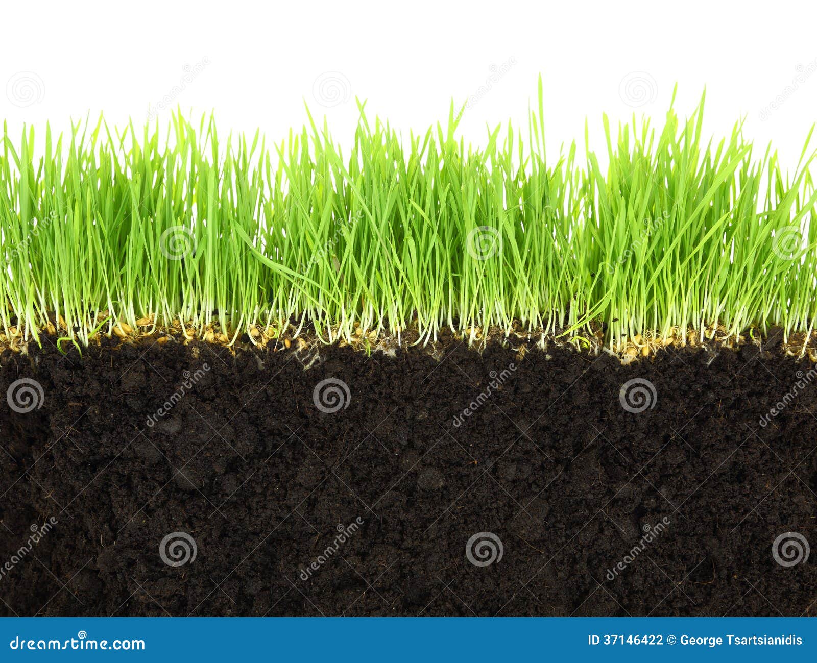 Section Transversale De Sol Et D'herbe Photo stock - Image du herbe ...