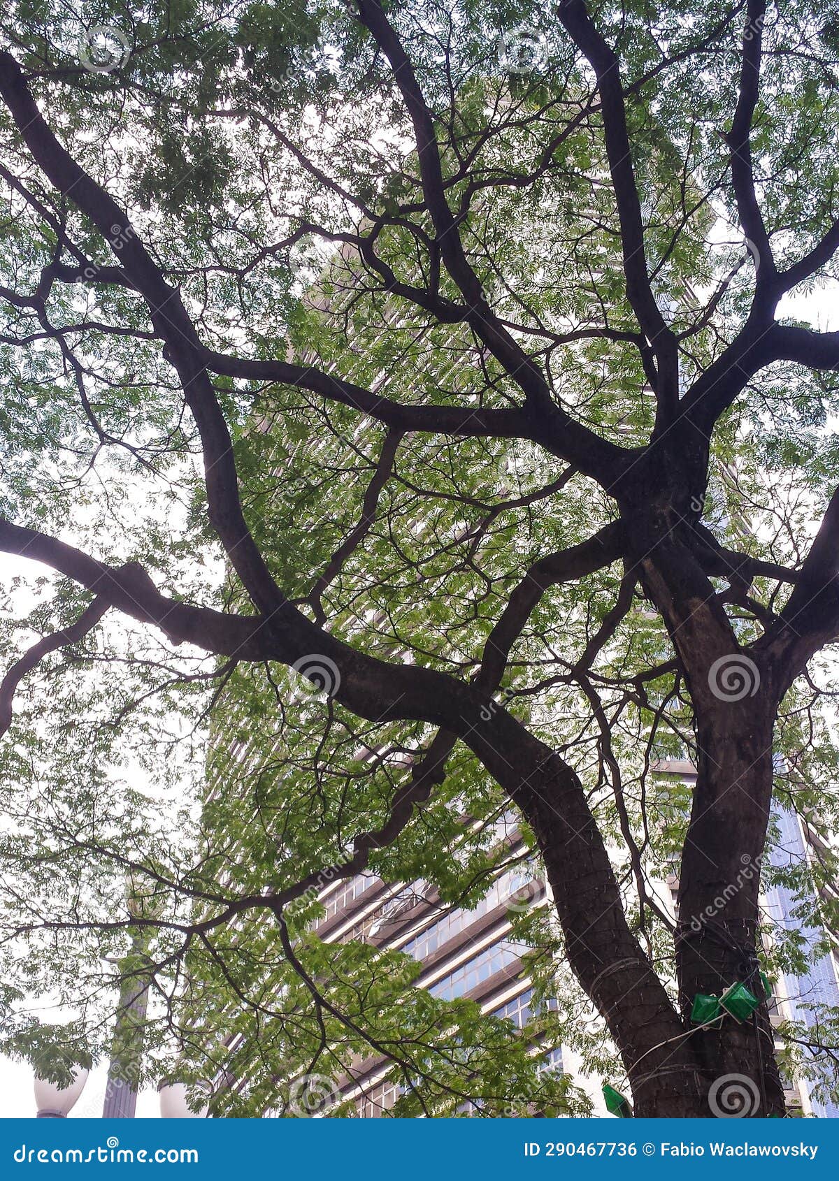 Section of Tree Framing a Skyscraper Building Stock Photo - Image of ...