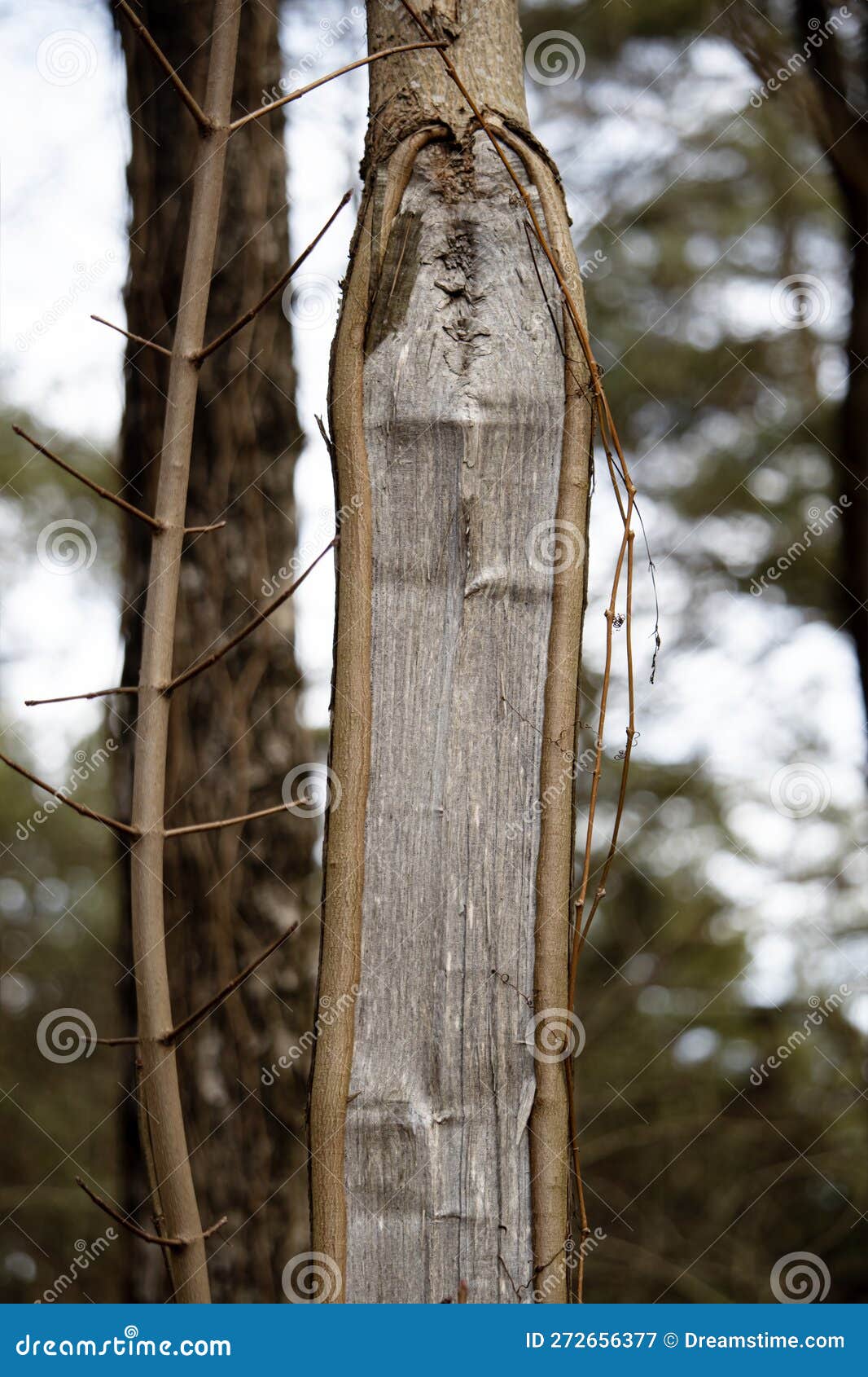 Section of Tree Trunk with Visible Lines of Inside Wood Texture ...
