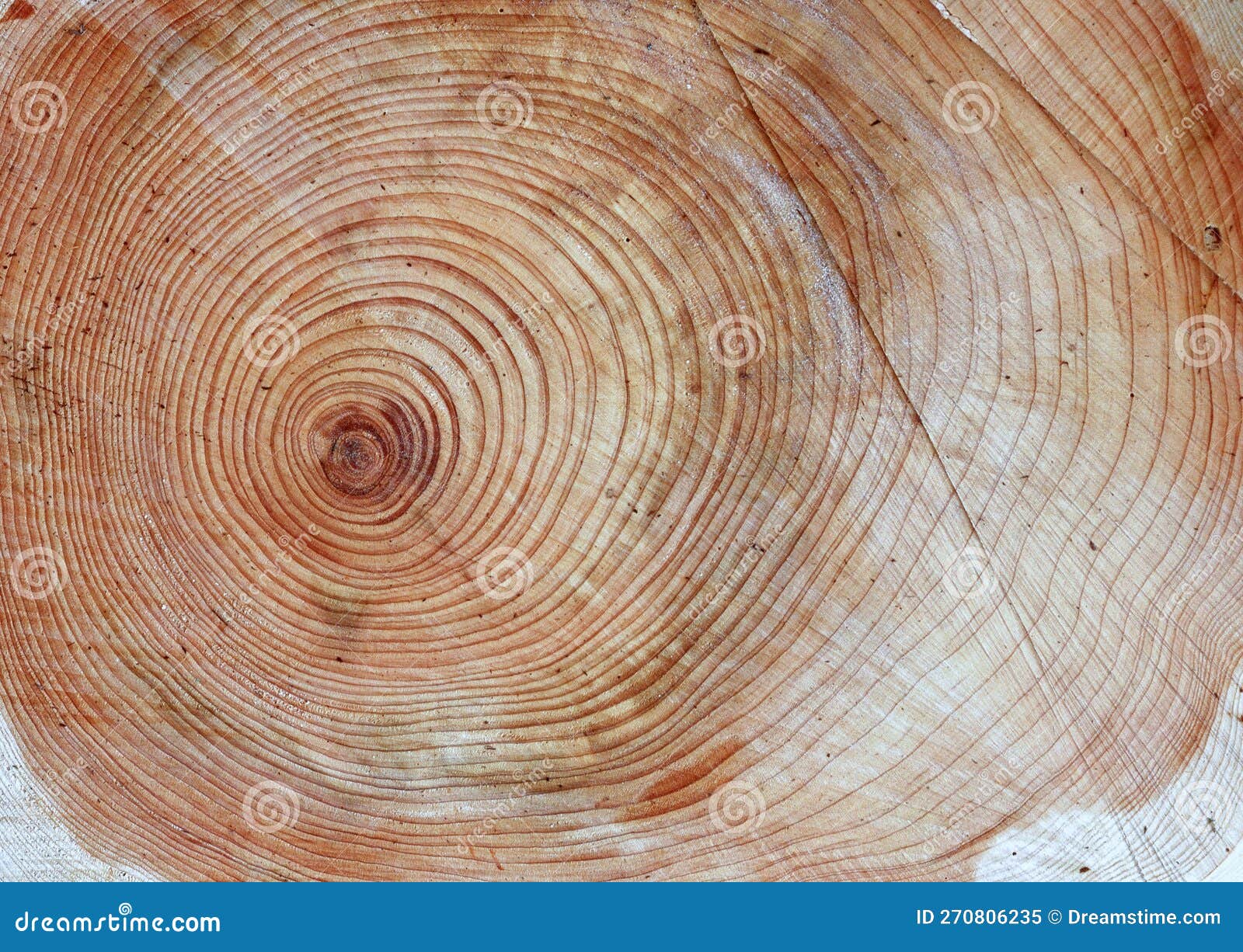 Section of the Trunk with Annual Rings Beautiful Patterns for ...