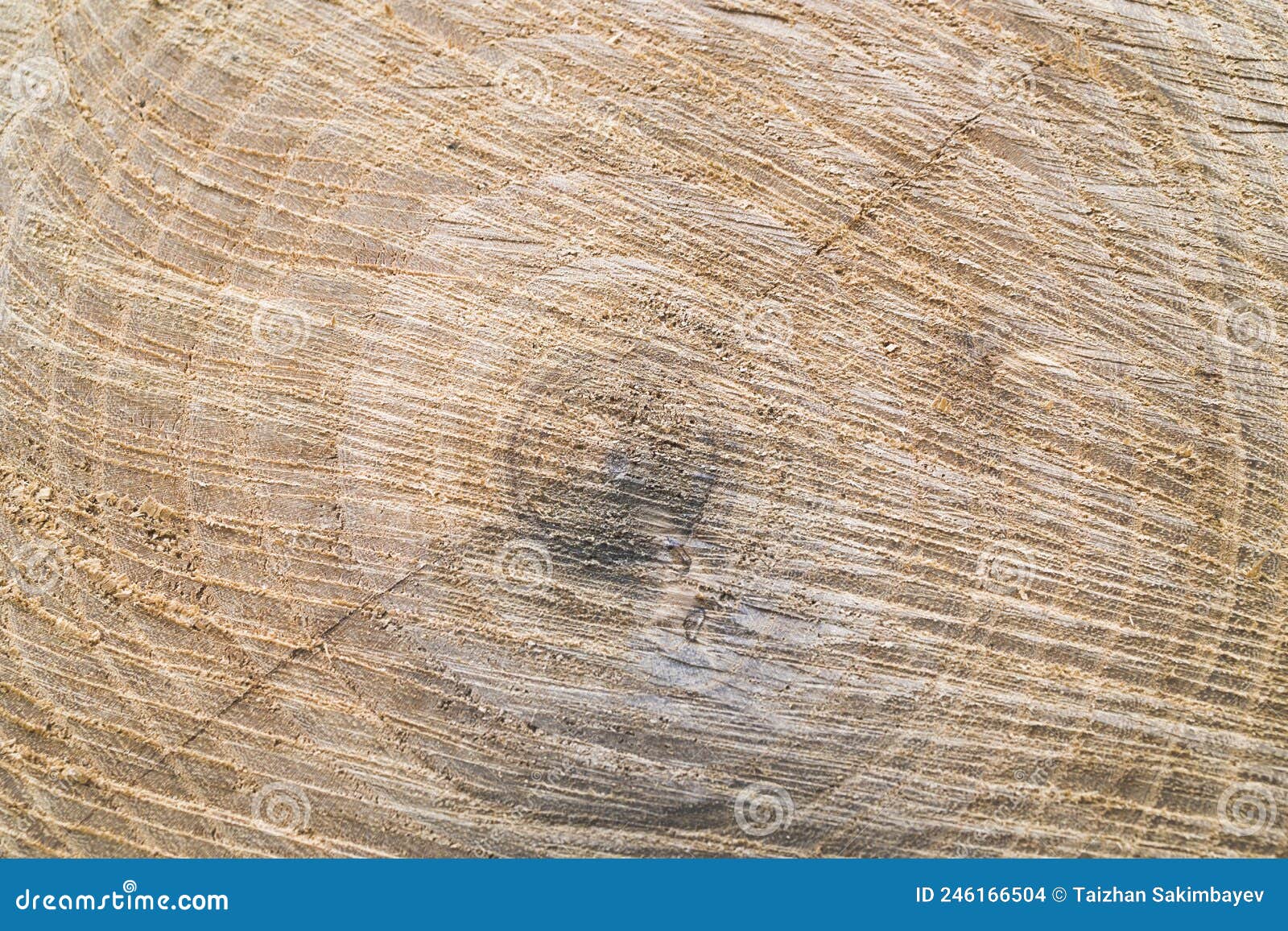 Section of the Trunk with Annual Rings . Rough Organic Texture of Tree ...
