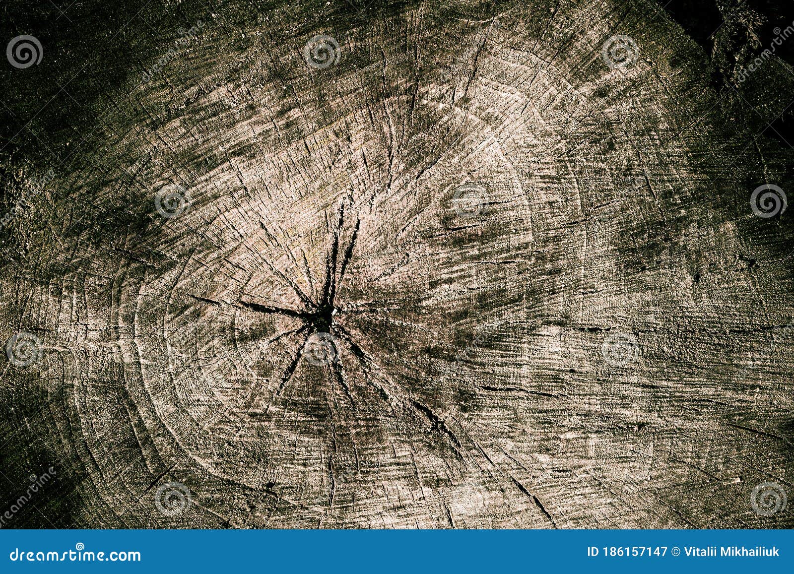 Rare Pattern of Wood Structure. Concept: a Model of Life Stock Image ...