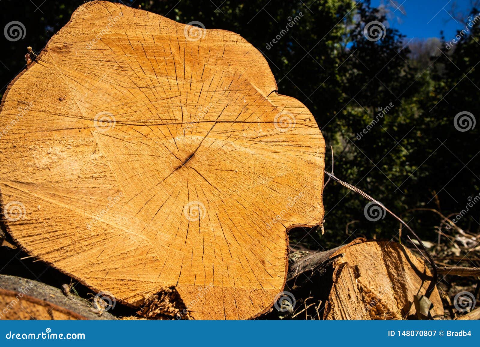 A Section of a Trunk Tree Just Cutted Stock Image - Image of brown ...